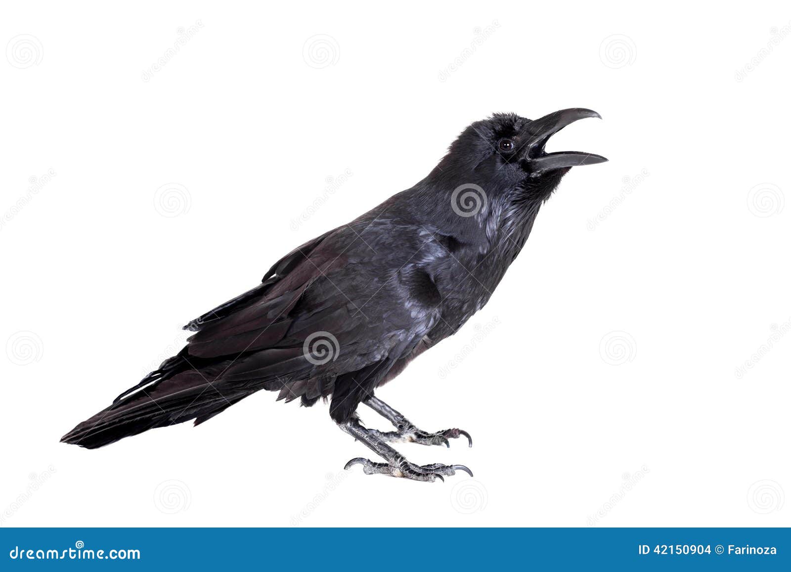 Corvo Comum Isolado No Branco Foto de Stock - Imagem de ravina ...