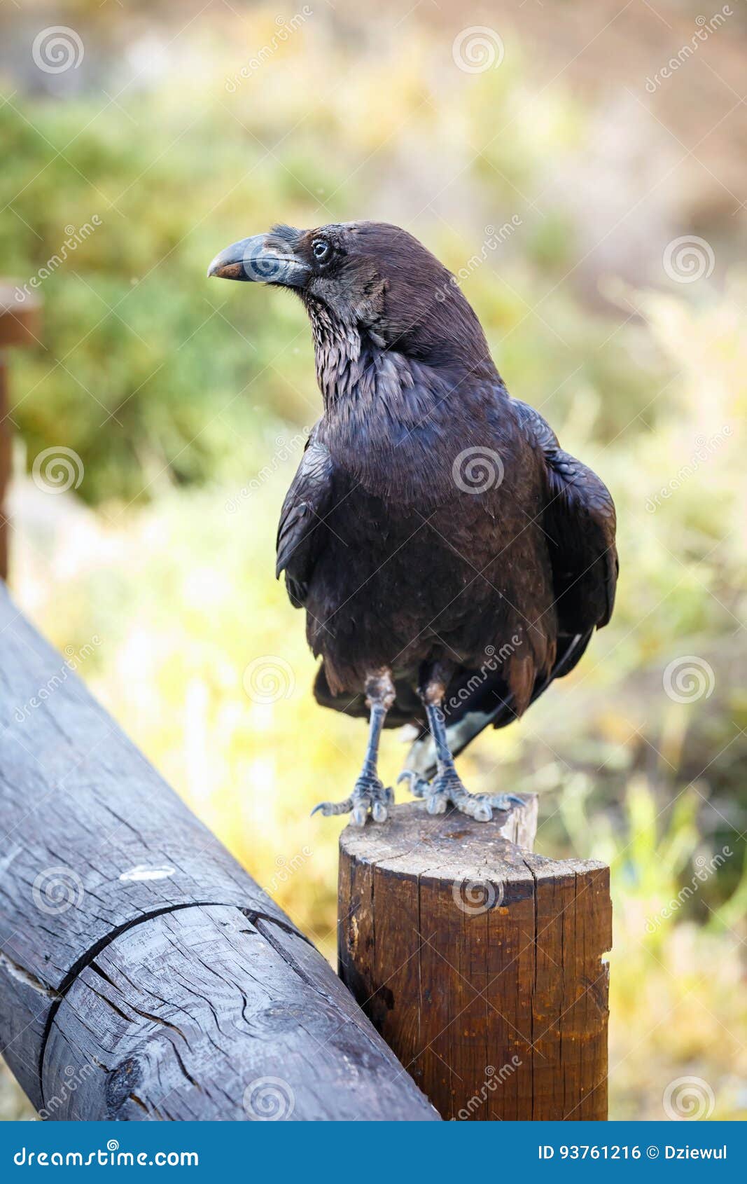 Corvo Comum Que Senta-se Em Um Feixe De Madeira Foto de Stock - Imagem ...