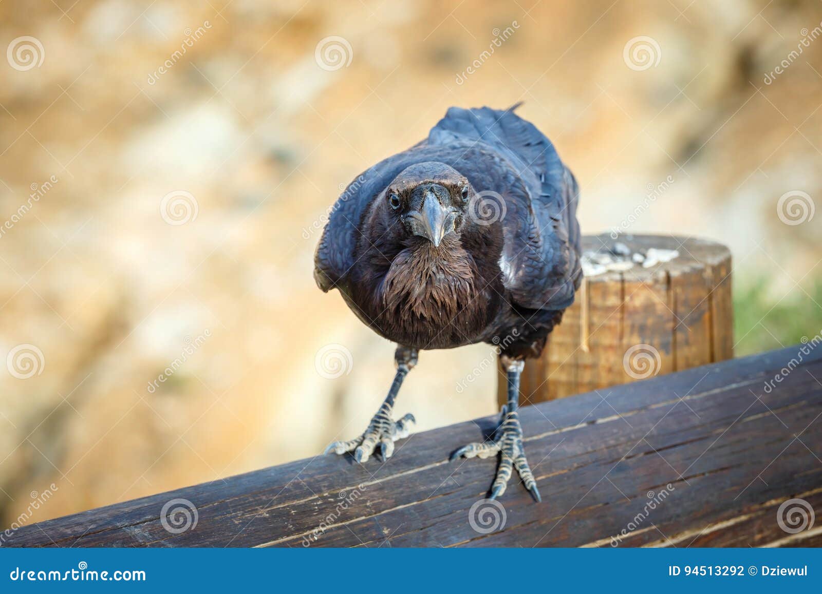 Corvo Comum Que Senta-se Em Um Feixe De Madeira Foto de Stock - Imagem ...