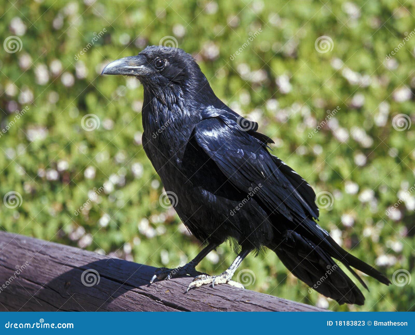 Corvo comune immagine stock. Immagine di nero, selvaggio - 18183823
