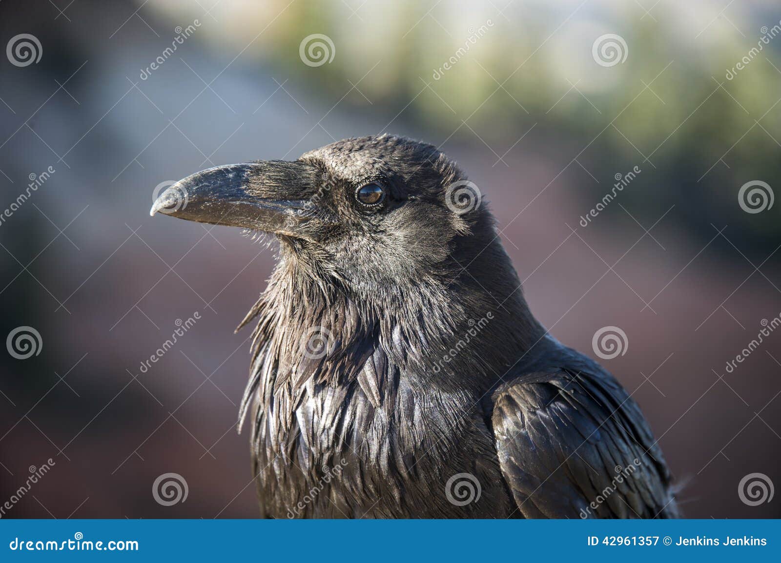 Corvo comune immagine stock. Immagine di corvo, comune - 42961357
