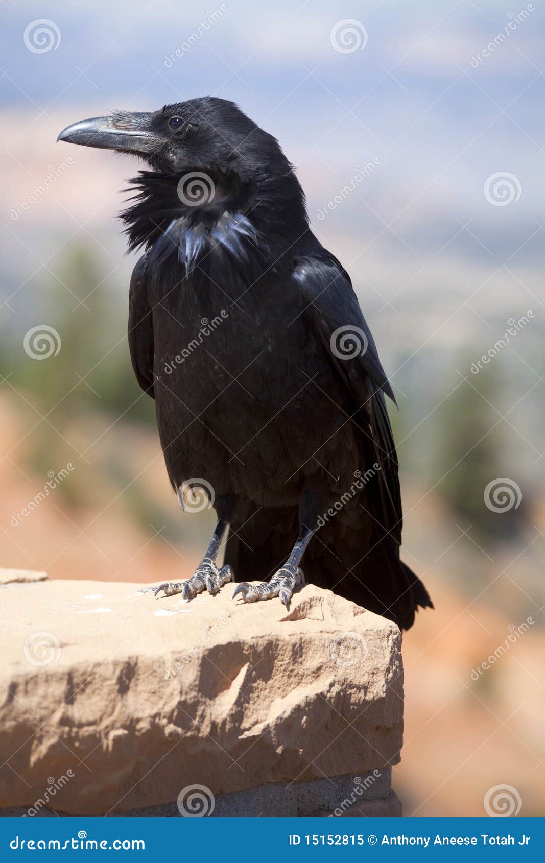 Corvo Comune (corax Del Corvus) Immagine Stock - Immagine di canyon ...