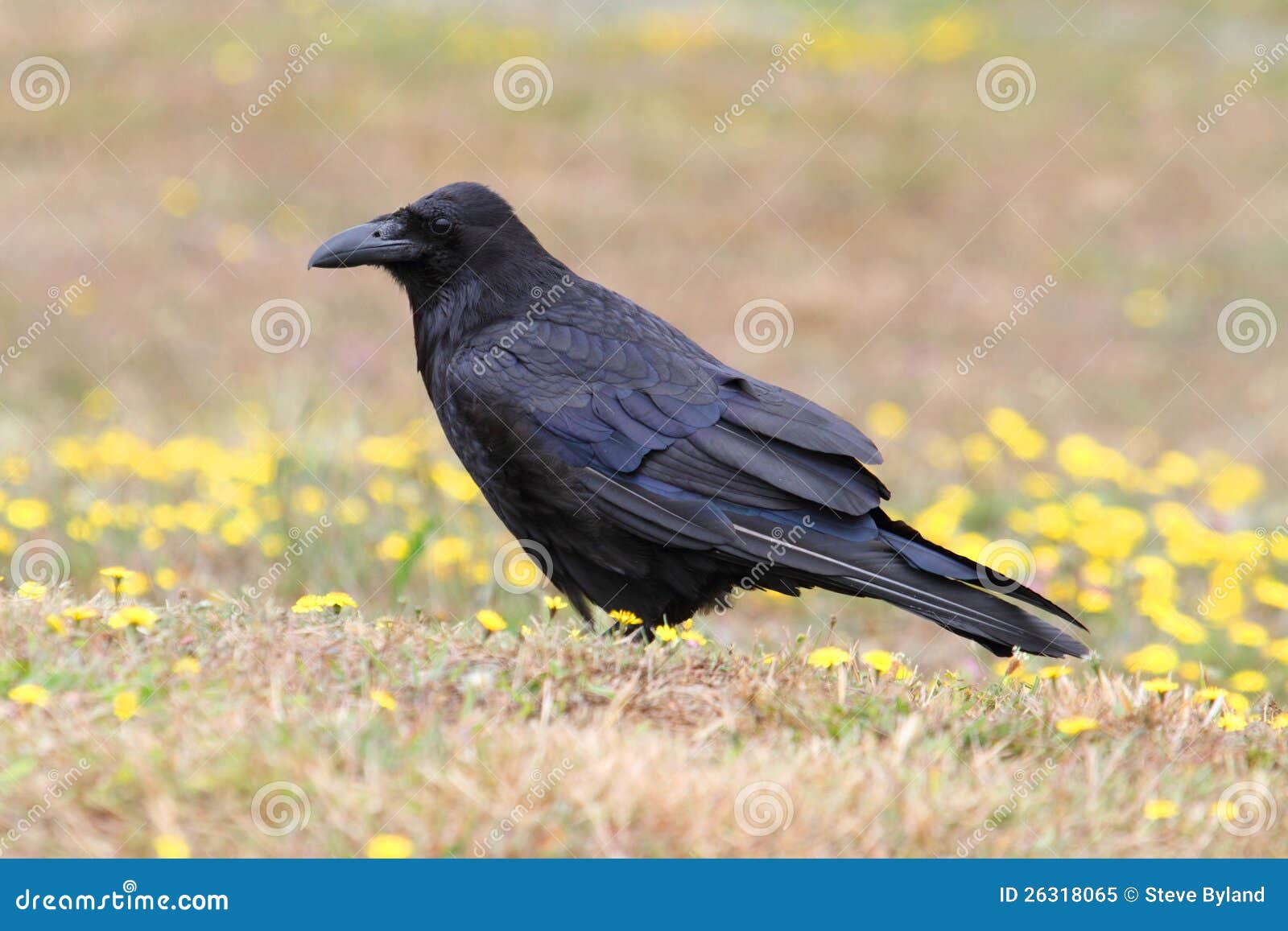 Corvo Comune (corax Del Corvus) Immagine Stock - Immagine di animale ...