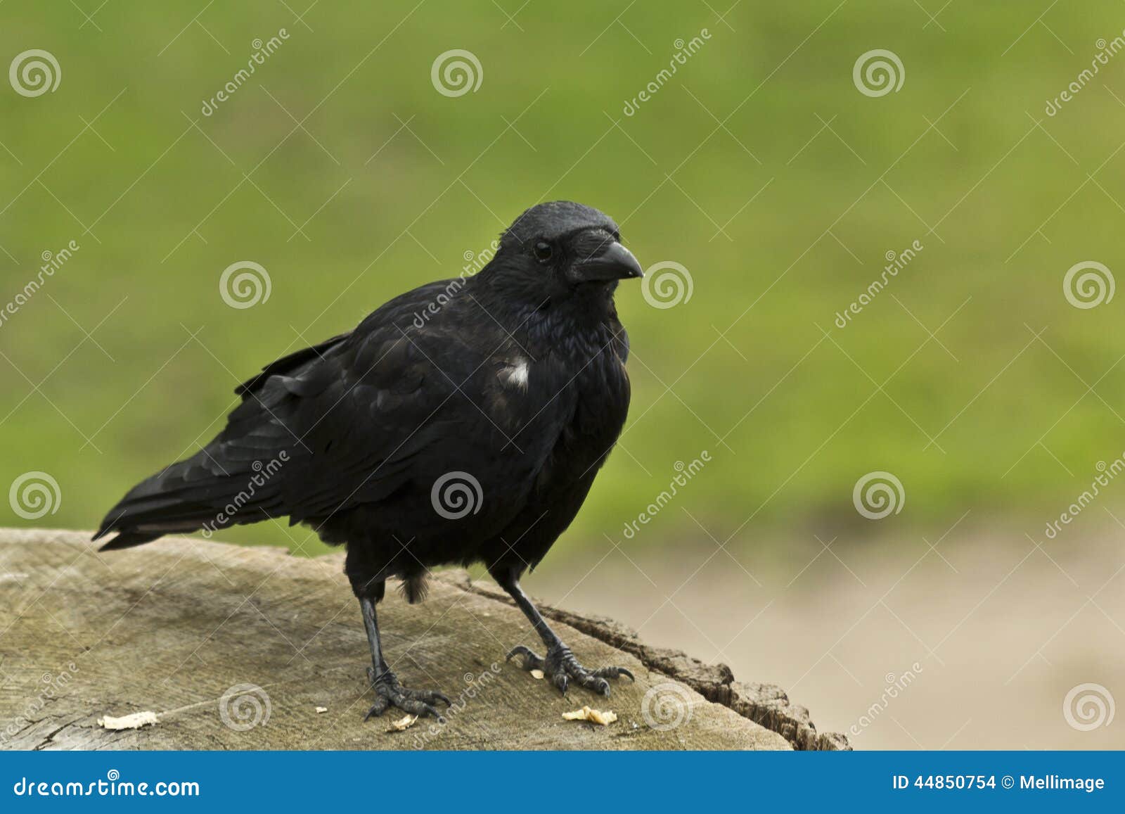 Corvo Comune (corax Del Corvus) Fotografia Stock - Immagine di nave ...