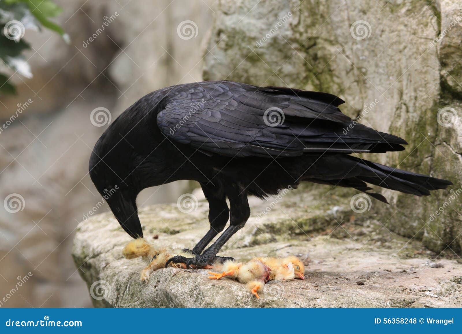 Corvo Comune (corax Del Corvus) Fotografia Stock - Immagine di onde ...