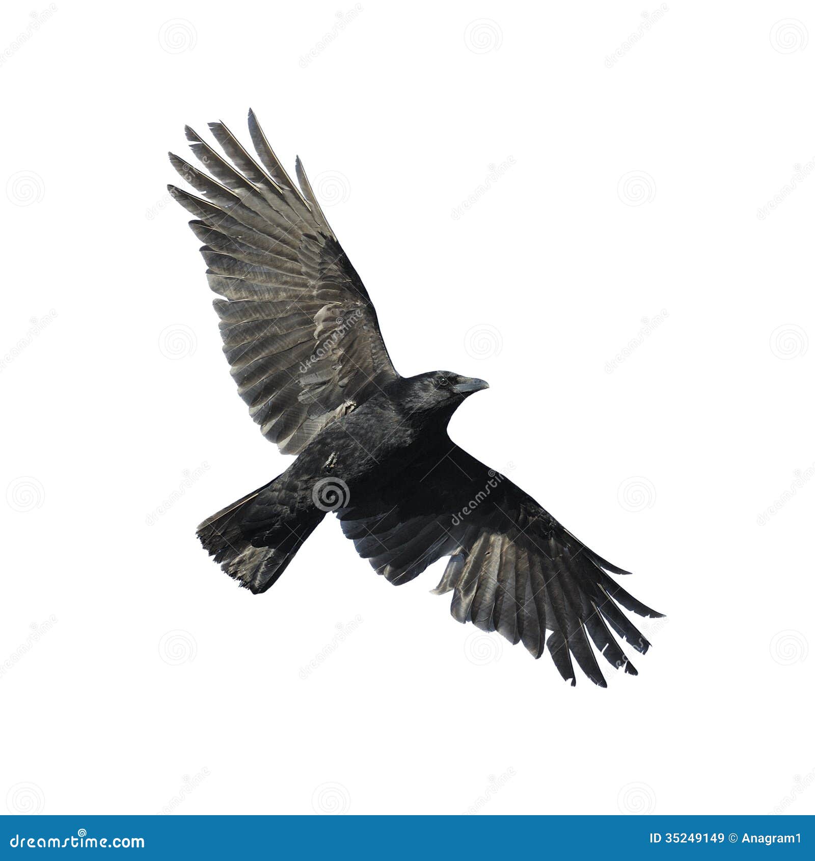 Corvo con le ali diffuse immagine stock. Immagine di piuma - 35249149