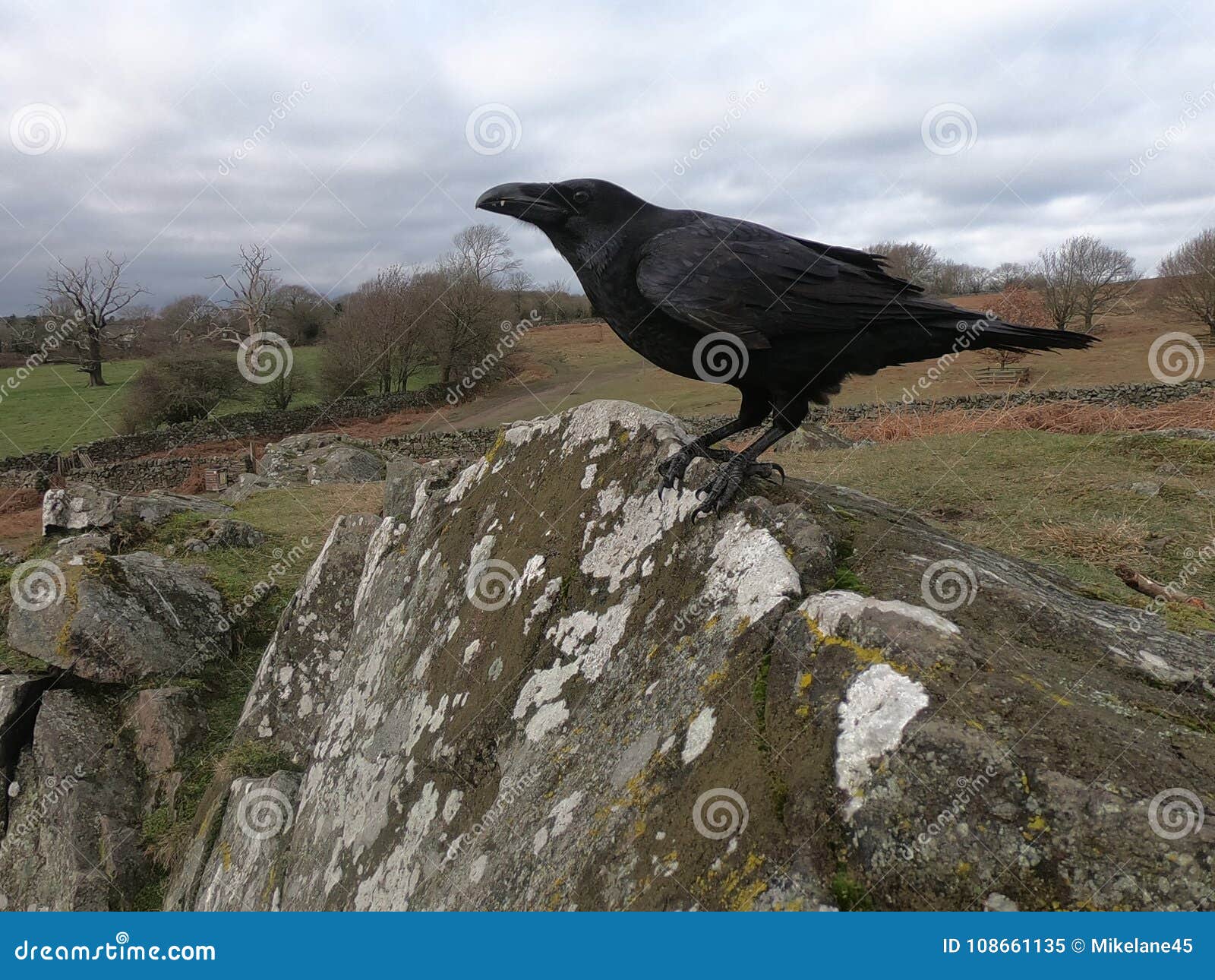 Corvo, corax do Corvus imagem de stock. Imagem de britânico - 108661135