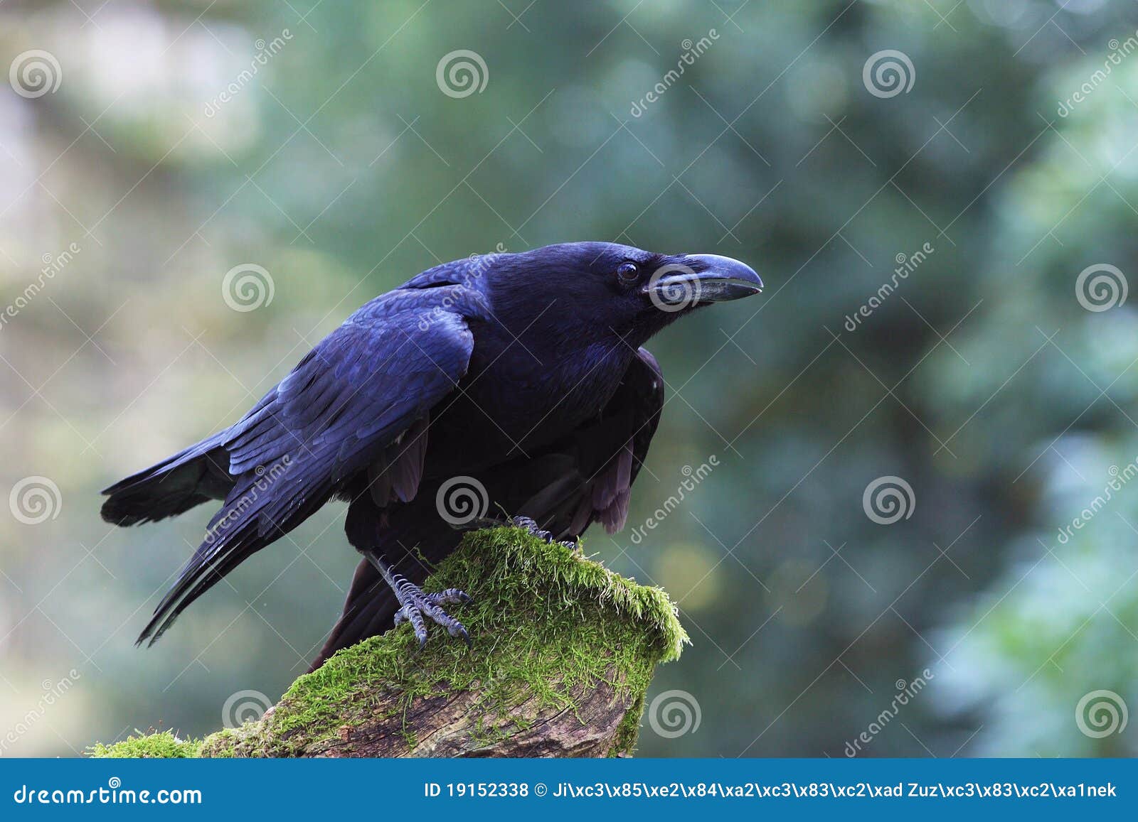Corvo (corax do Corvus) foto de stock. Imagem de criatura - 19152338