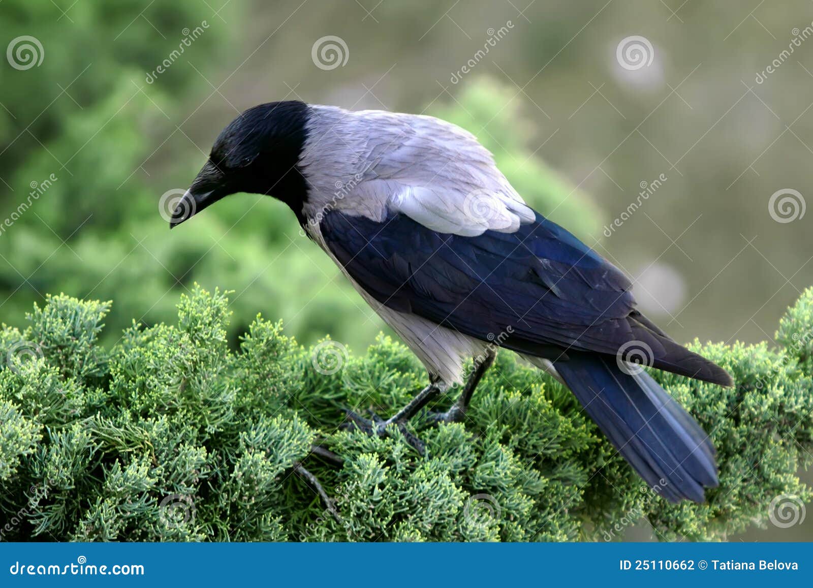 Corvo dell'uccello fotografia stock. Immagine di nave - 25110662