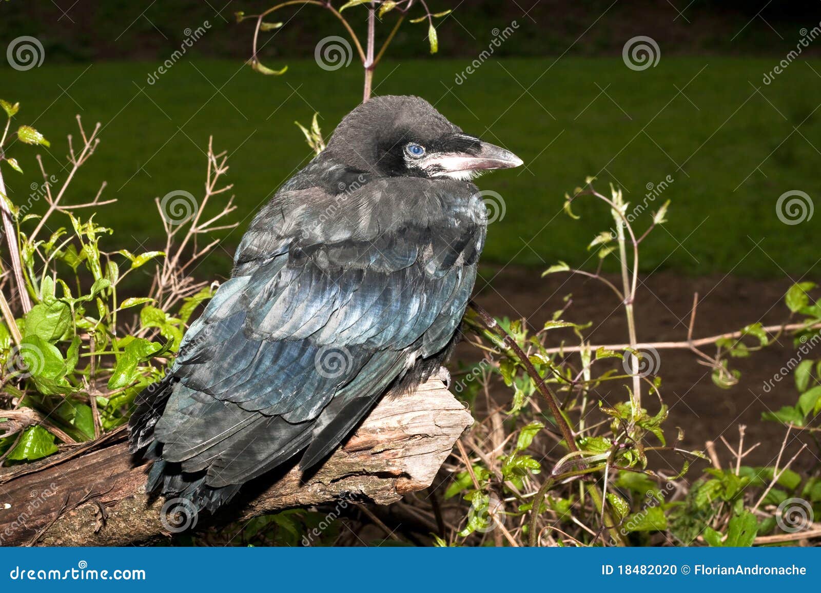 Corvo (frugilegus Del Corvus) Fotografia Stock - Immagine di ...