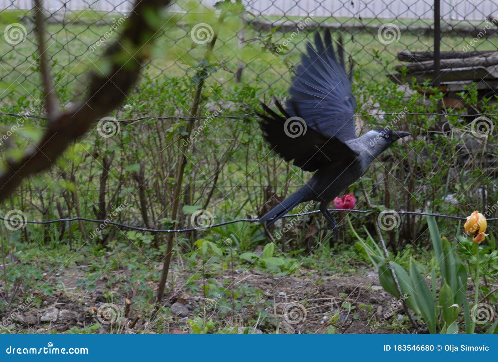 Corvo negro em voo foto de stock. Imagem de verde, folha - 183546680