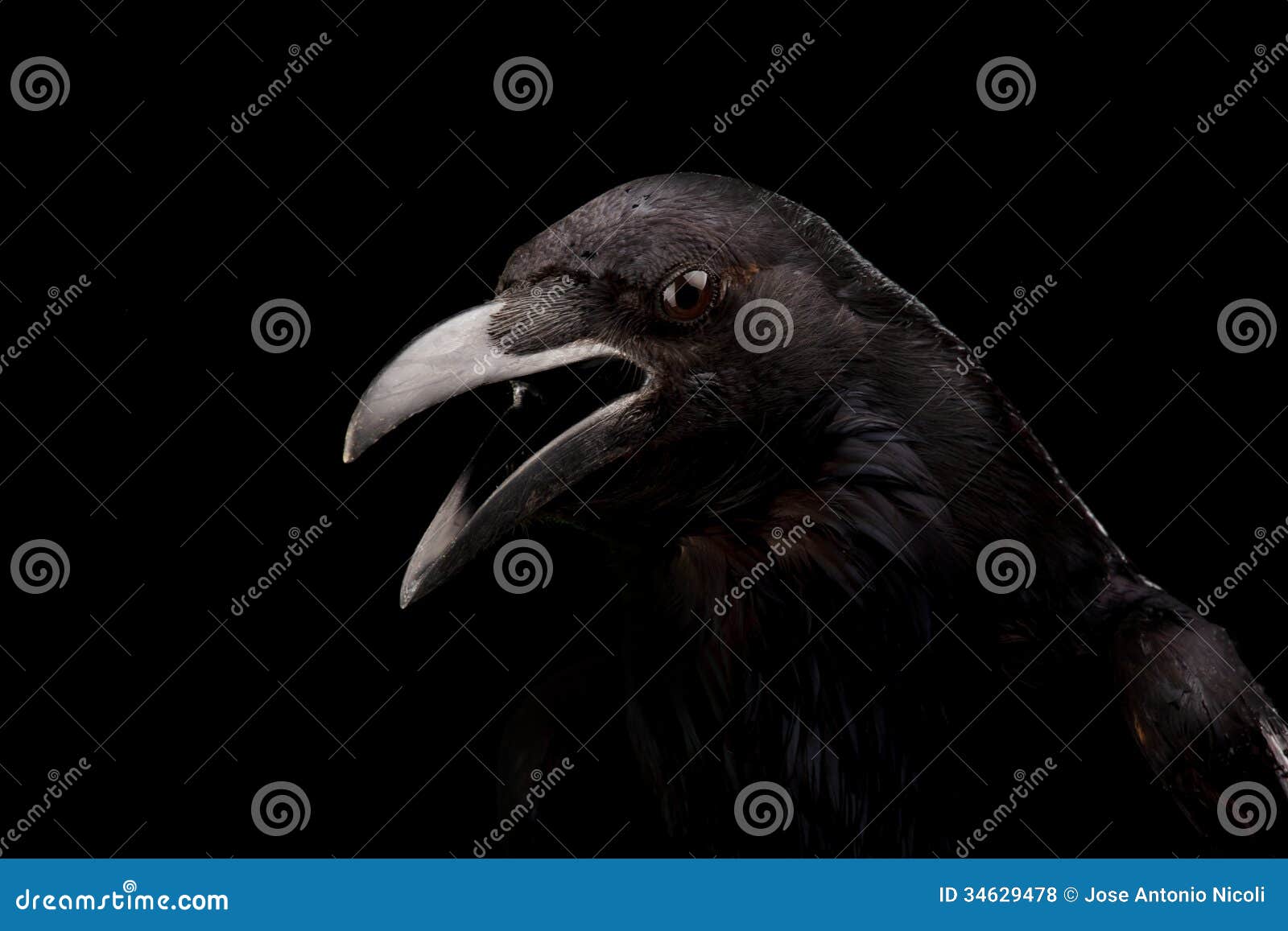 Corvo nero nel nero fotografia stock. Immagine di piuma - 34629478