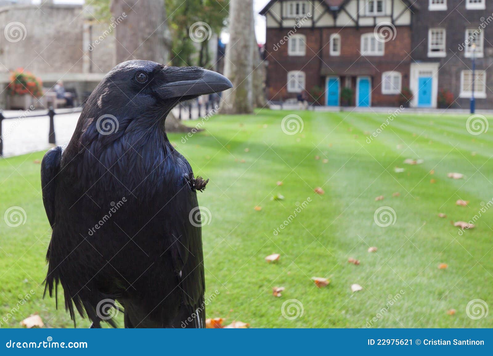 Corvo reale nero immagine stock. Immagine di corvo, nero - 22975621