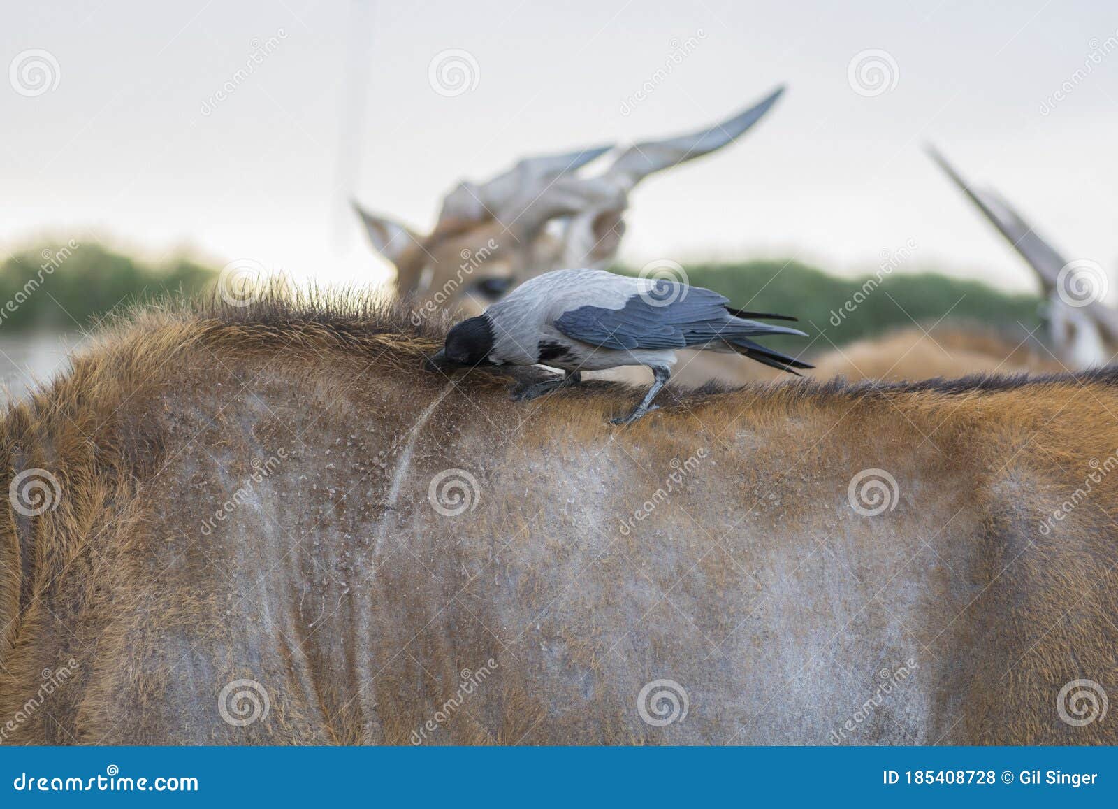 Corvus Bird, Pulling Fleas from a Common Eland`s Back Stock Photo ...