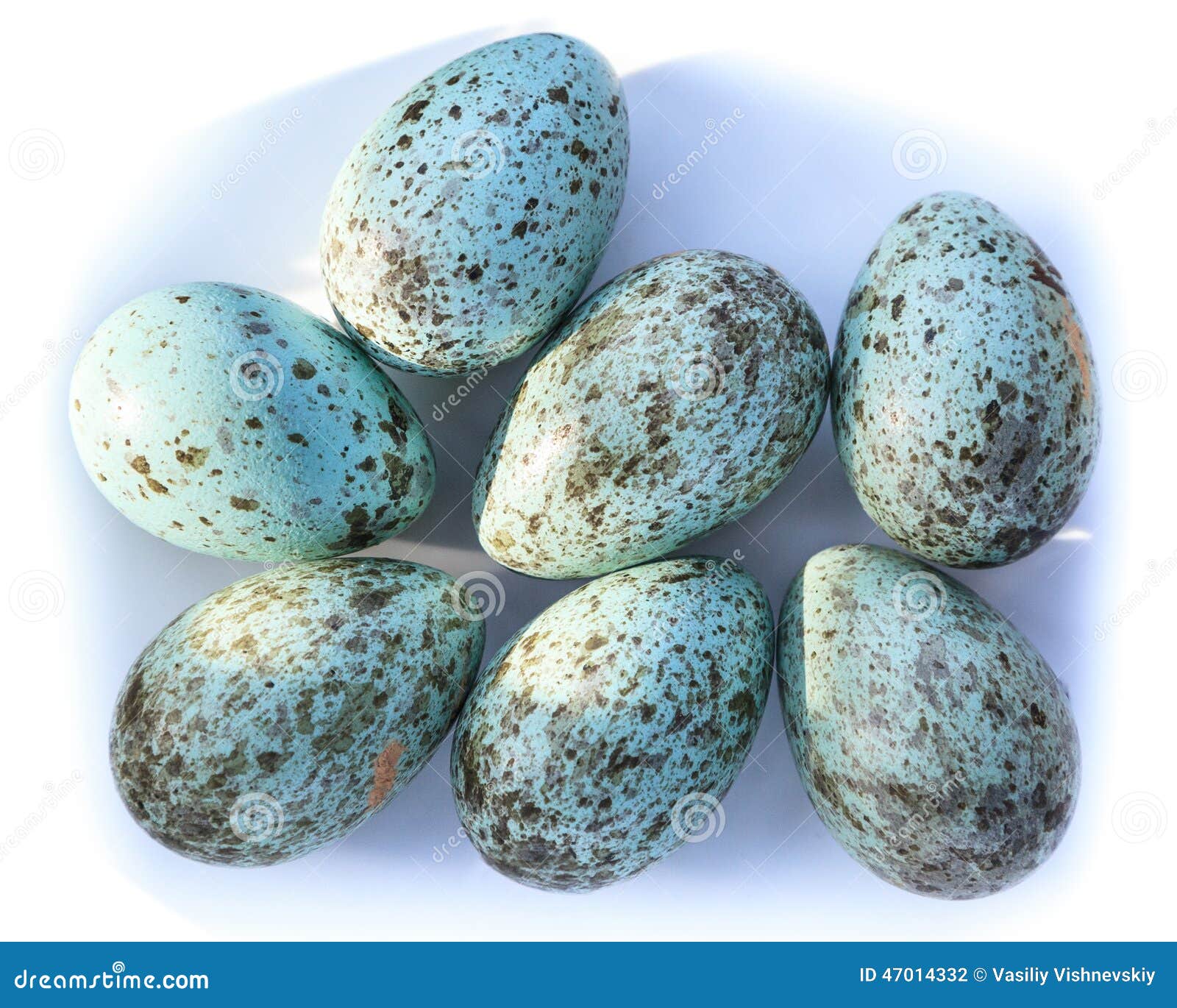 Raven Nest Egg Stock Photos - Free & Royalty-Free Stock Photos from ...