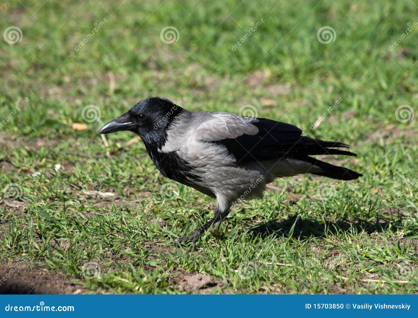 Corvus cornix, Hooded Crow stock photo. Image of hooded - 15703850