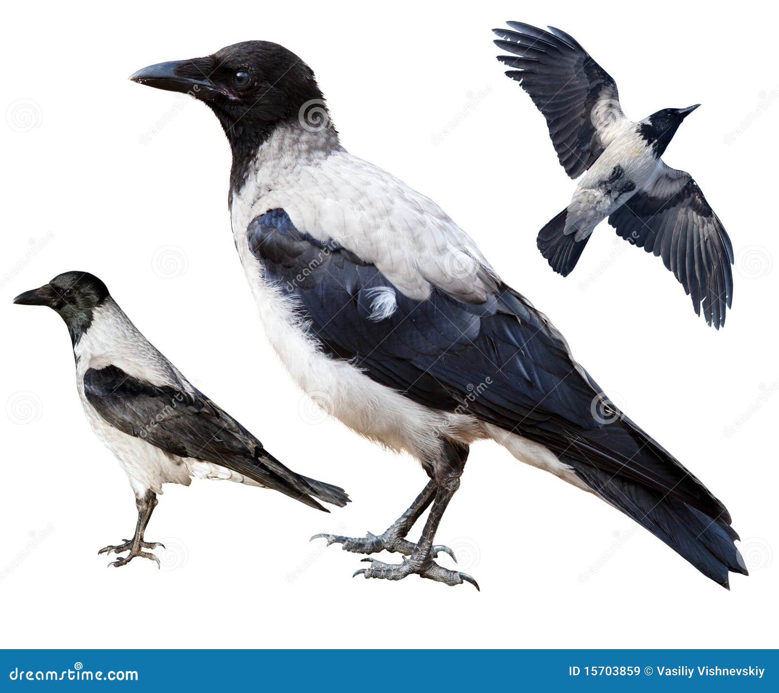 Corvus cornix, Hooded Crow stock image. Image of cutout - 15703859