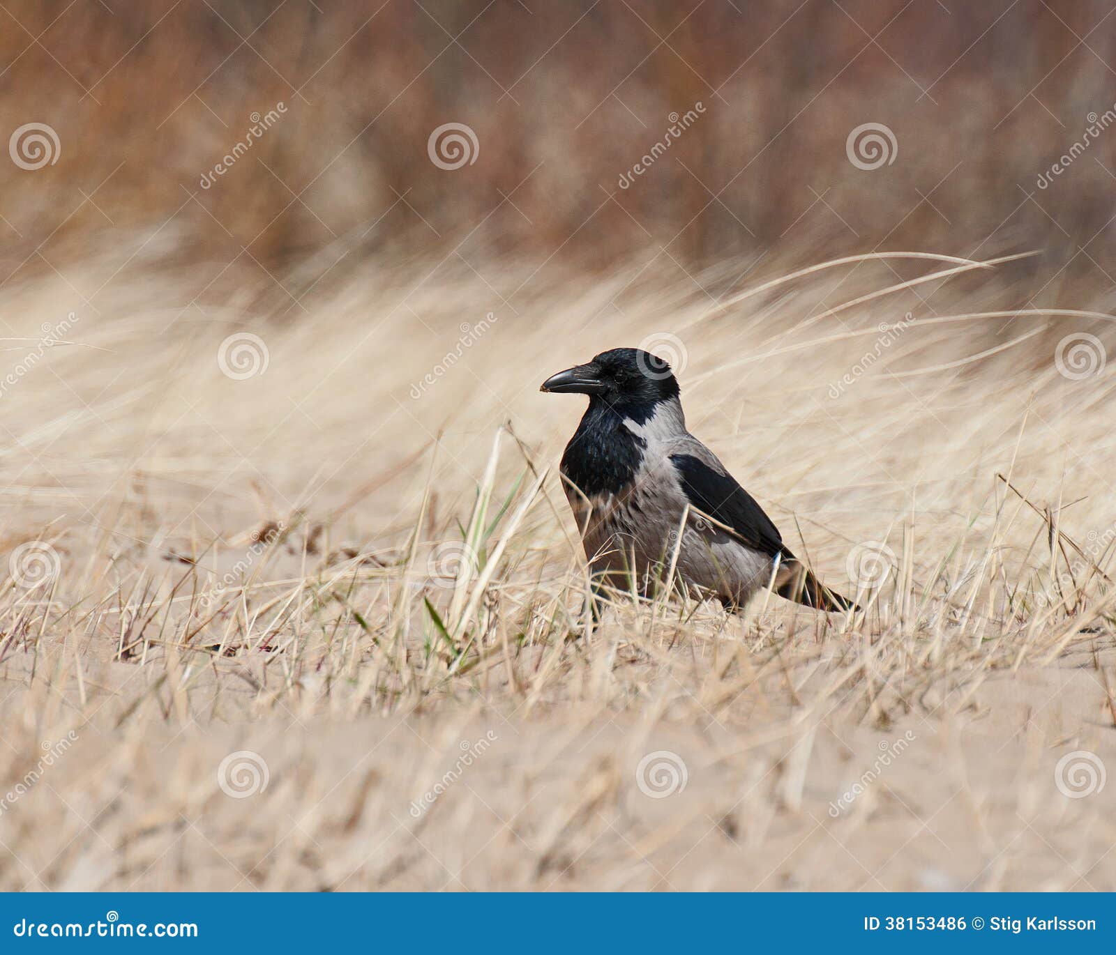 Corvus cornix, Hooded Crow stock photo. Image of habitat - 38153486