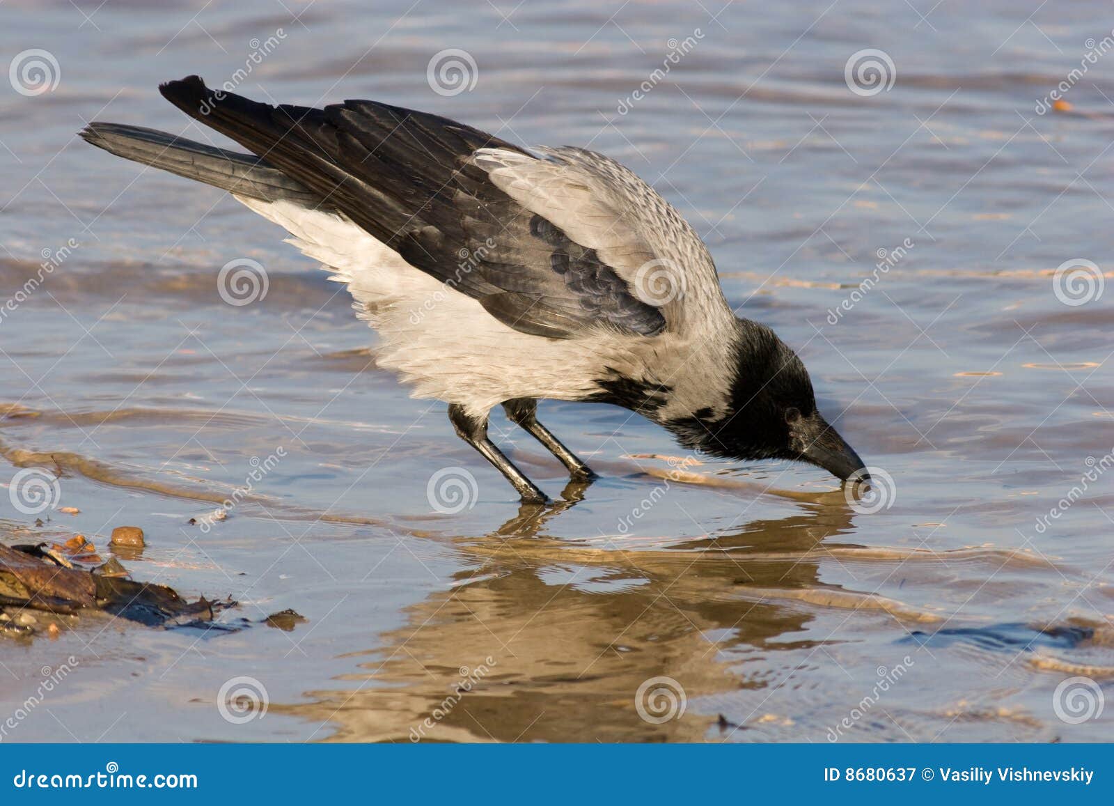 193 Crow Well Stock Photos - Free & Royalty-Free Stock Photos from ...