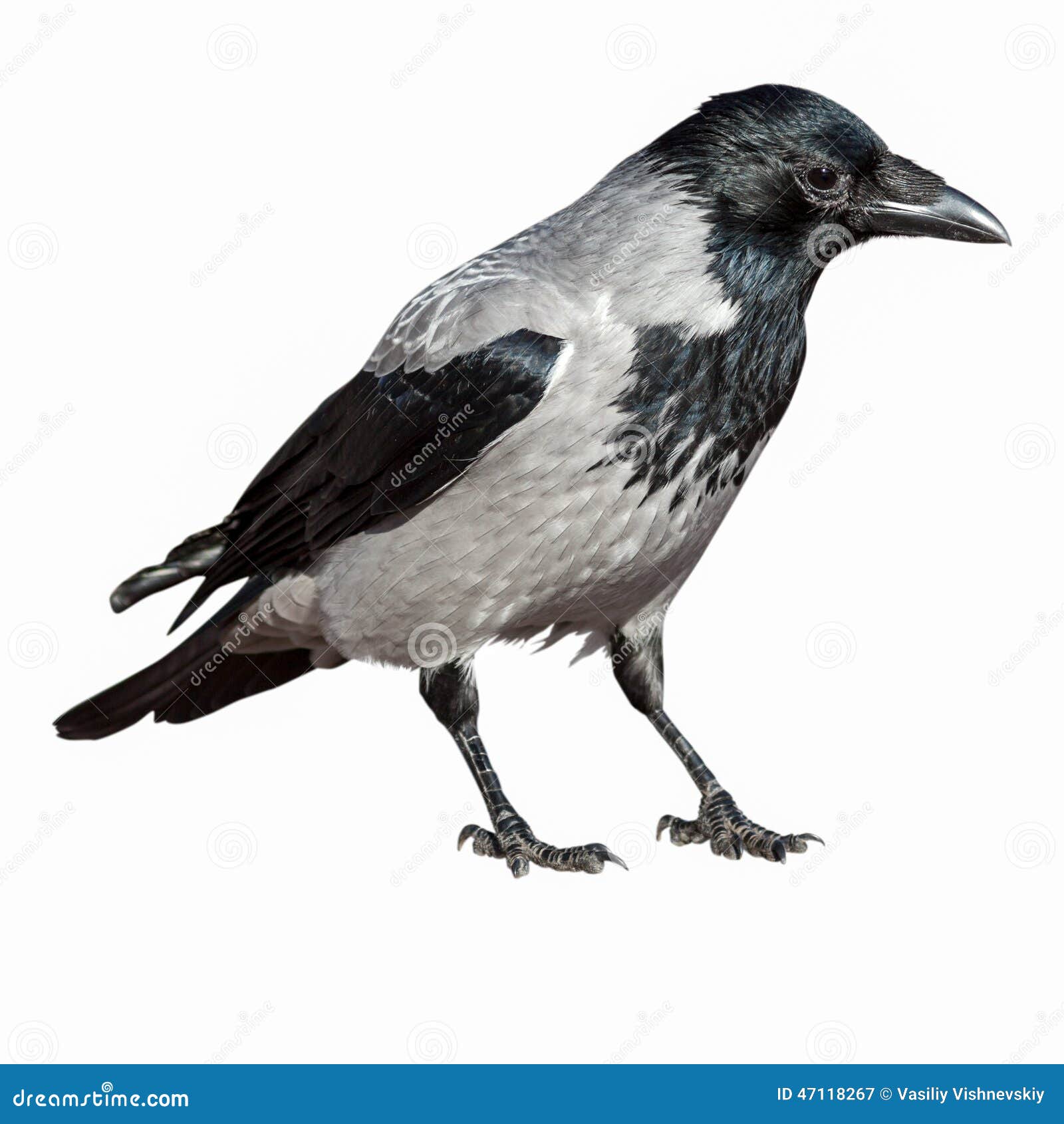 Corvus Cornix, Hooded Crow. Stock Image - Image of crow, scotch: 47118267