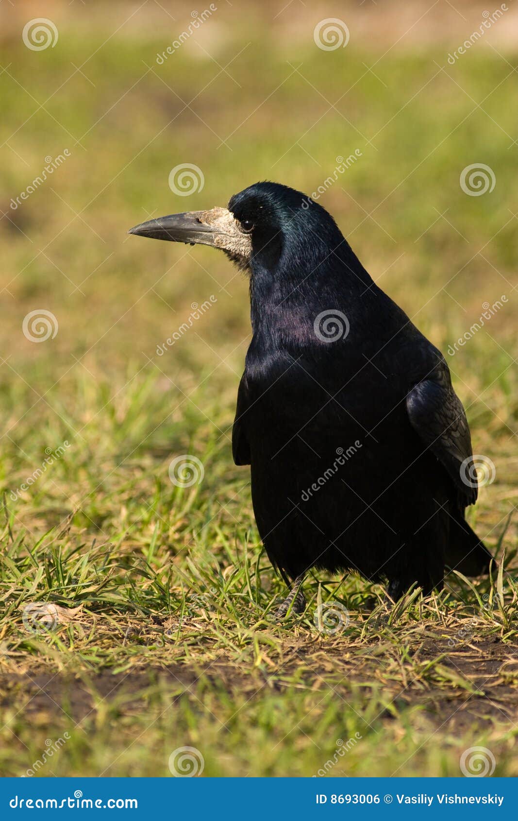 Corvus frugilegus, Rook stock photo. Image of vertical - 8693006
