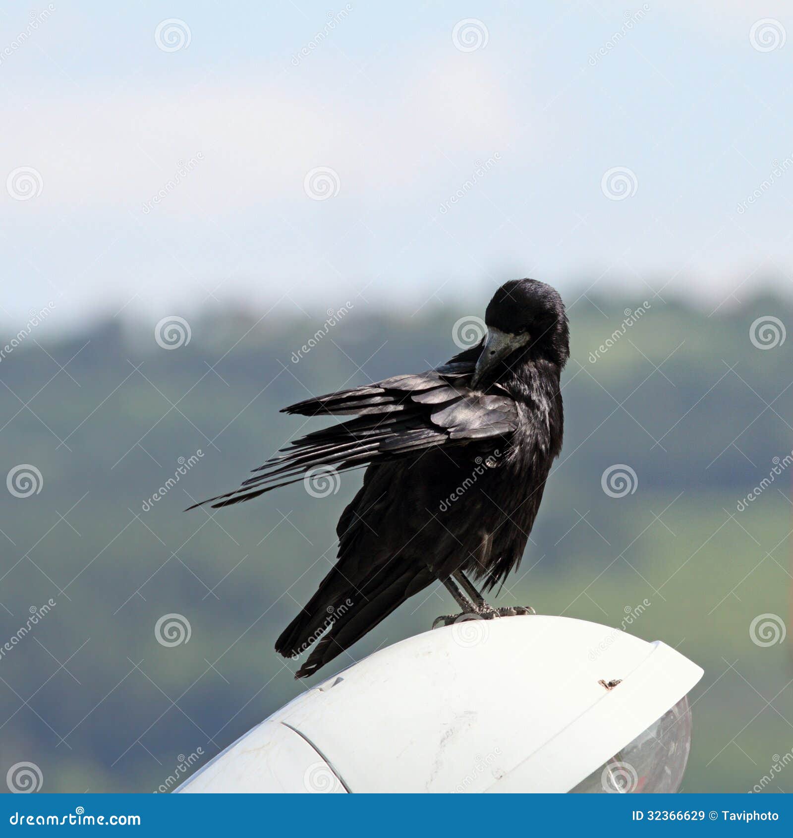 Corvus Frugilegus Scratching Itself Stock Image - Image of black ...