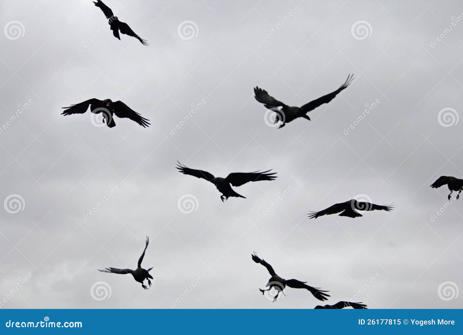 Corvus Splendens Bird Flies In The Sky In April. Khor Fakkan, Sharjah ...