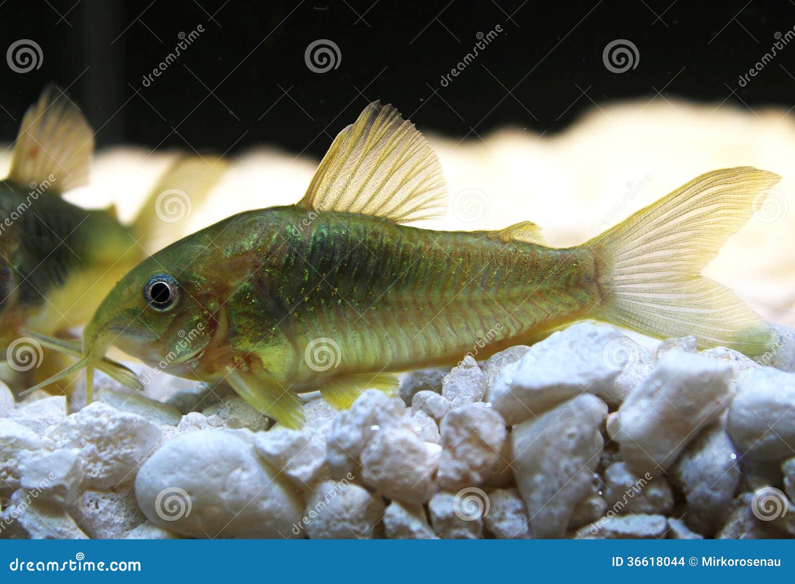 Cory Catfish stock photo. Image of cory, life, gruen - 36618044