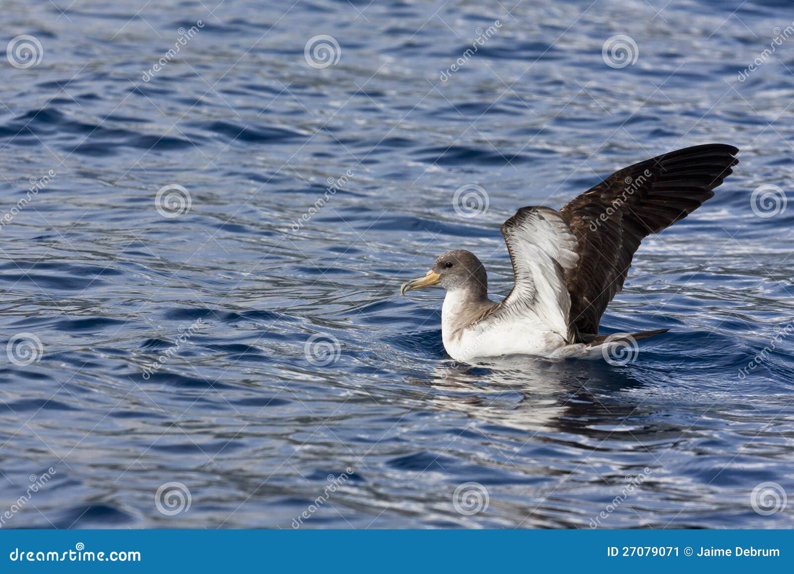 Cory S Shearwater (Calonectris Diomedea Borealis) Stock Image - Image ...
