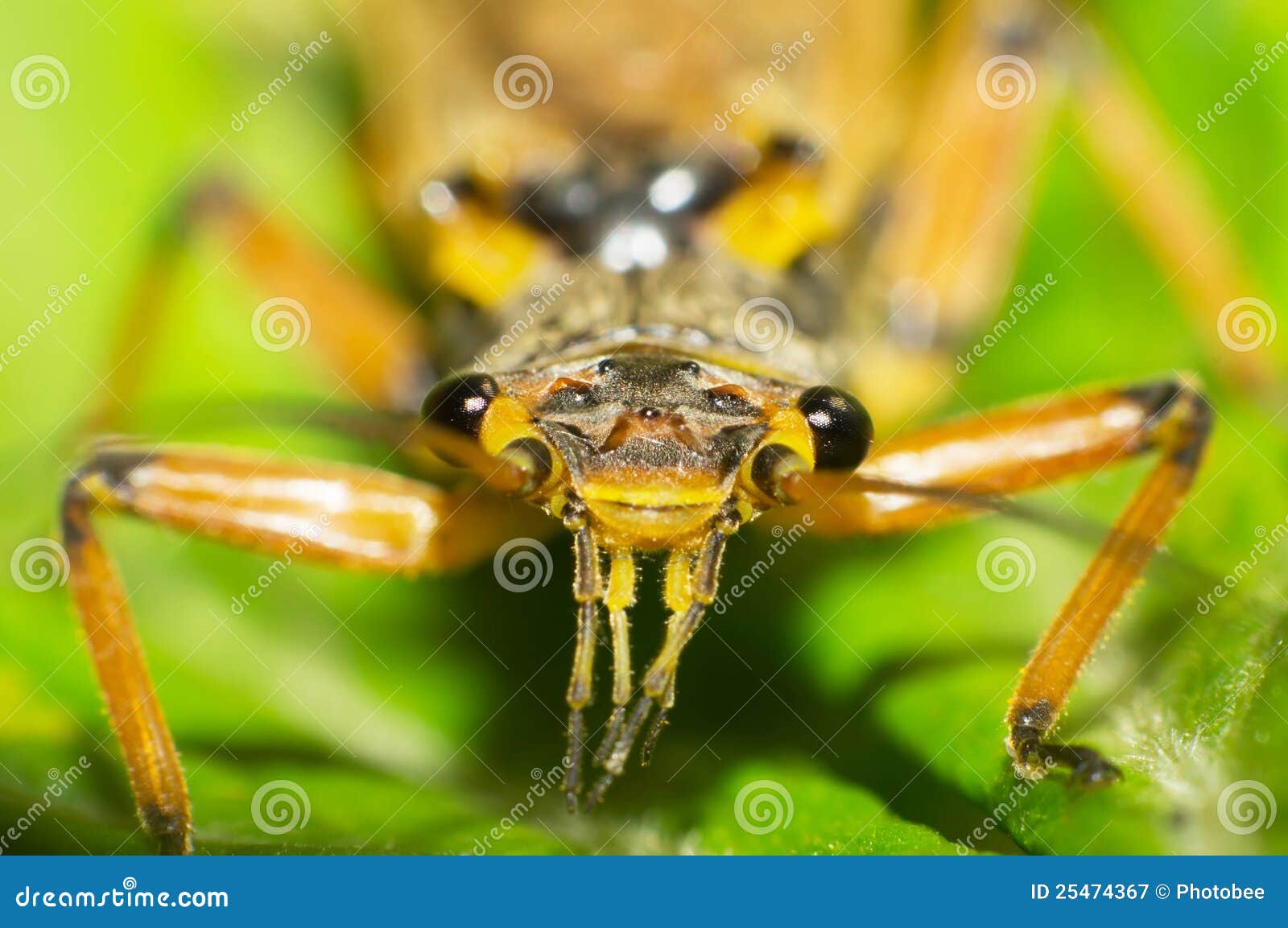 Corydalidae stock image. Image of zoology, creepy, bugs - 25474367