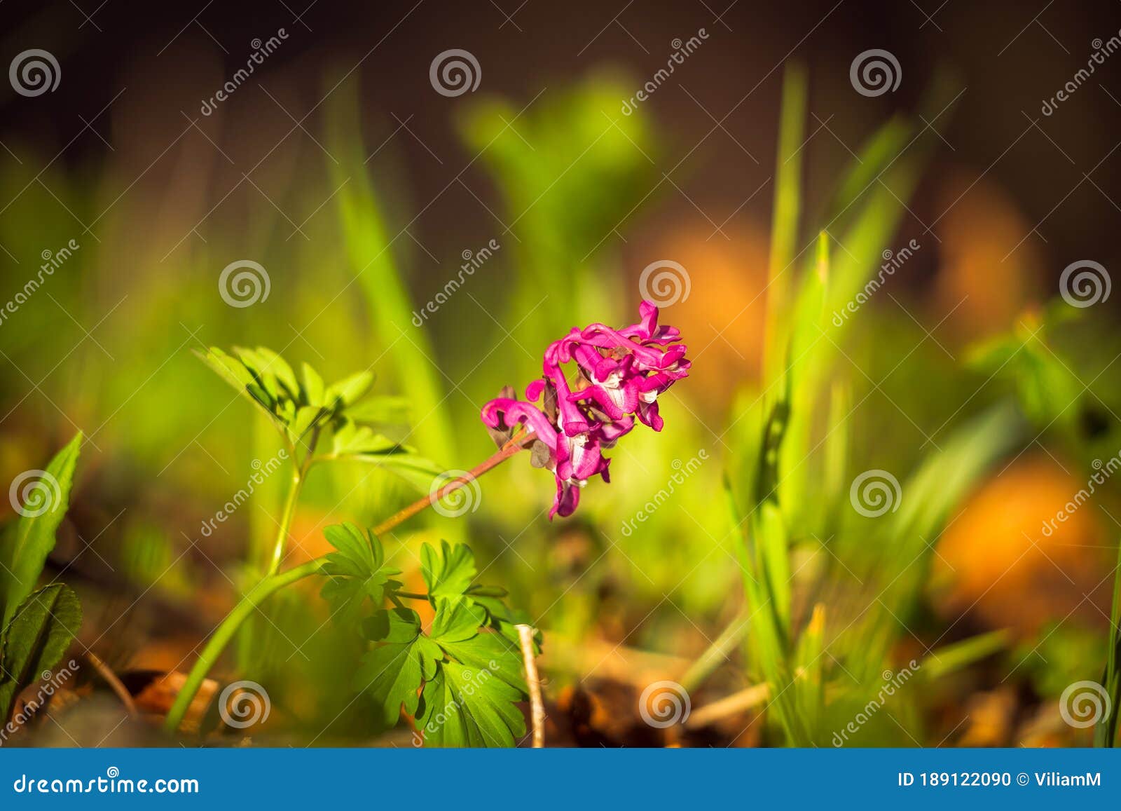 Corydalis Cava, Pink Flower. Stock Photo - Image of white, blooming ...