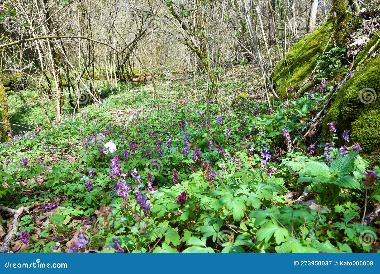 Corydalis Cava Spring Flowers Stock Image - Image of flora, cava: 273950037