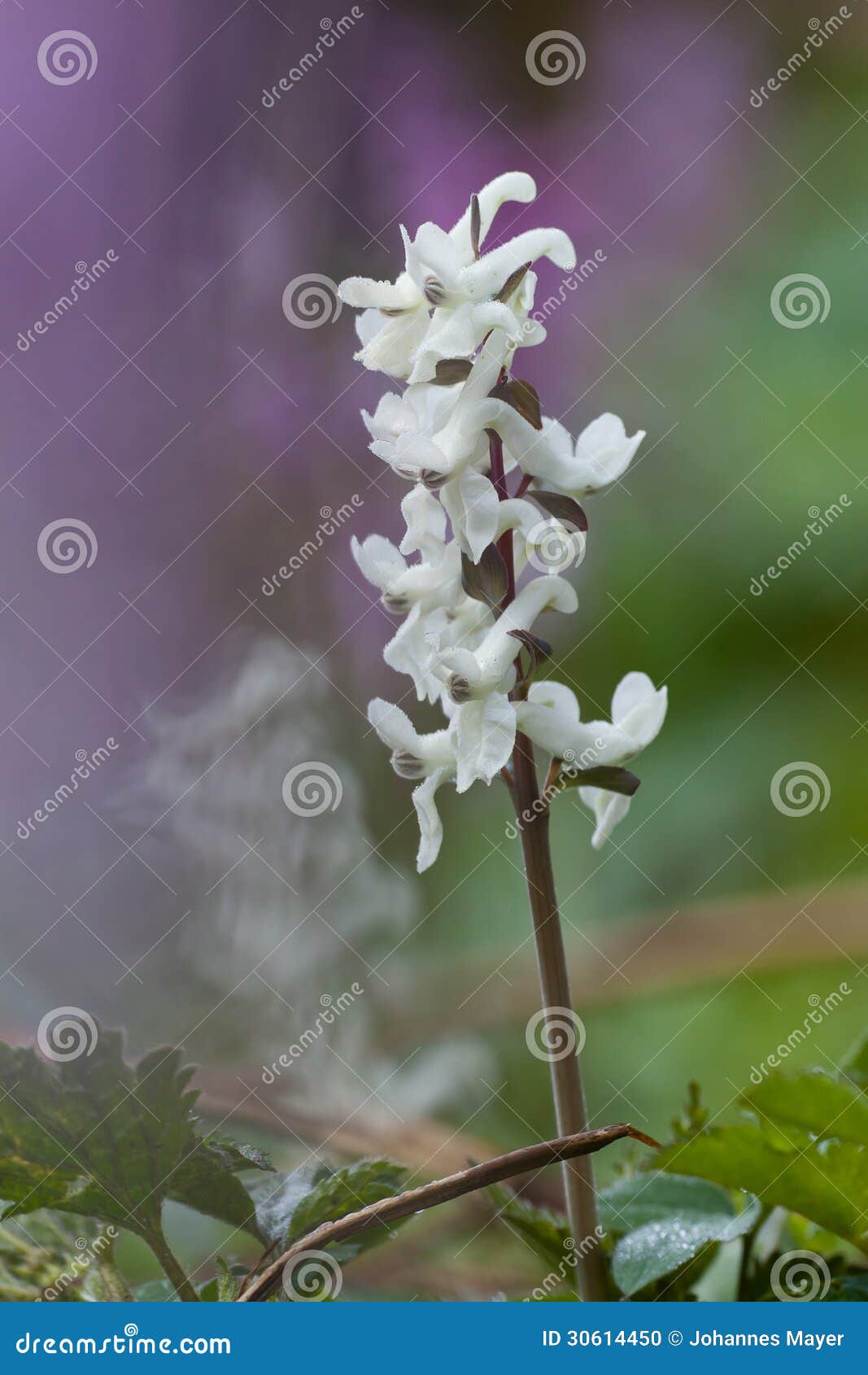 Corydalis cava stock photo. Image of medicinal, calcareous - 30614450