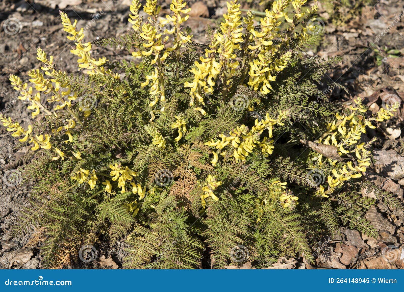 Corydalis Cheilanthifolia or Fern-leaf Corydalis in the Garden Stock ...