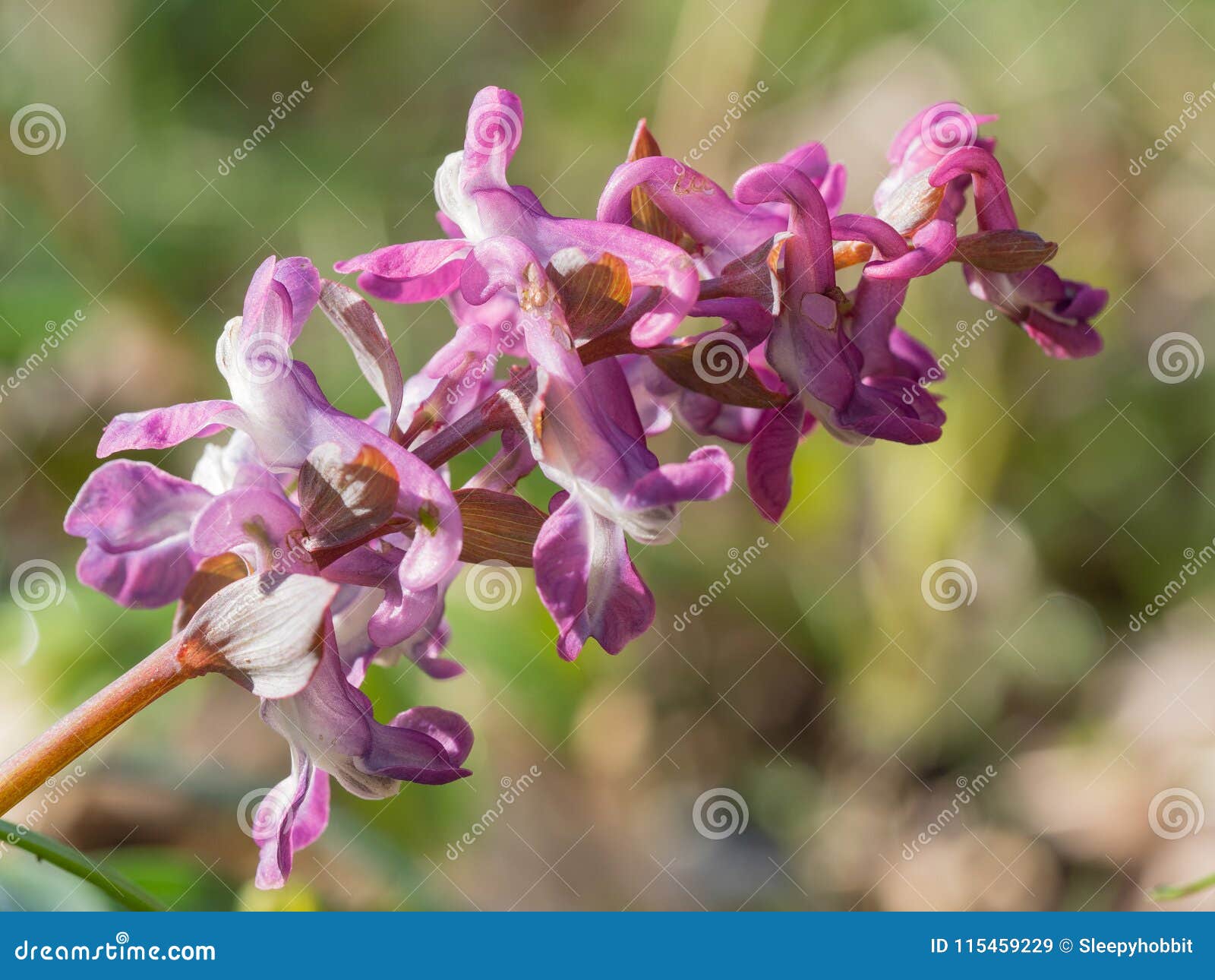 Corydalis Flower Growing in Spring Forest Stock Image - Image of ...