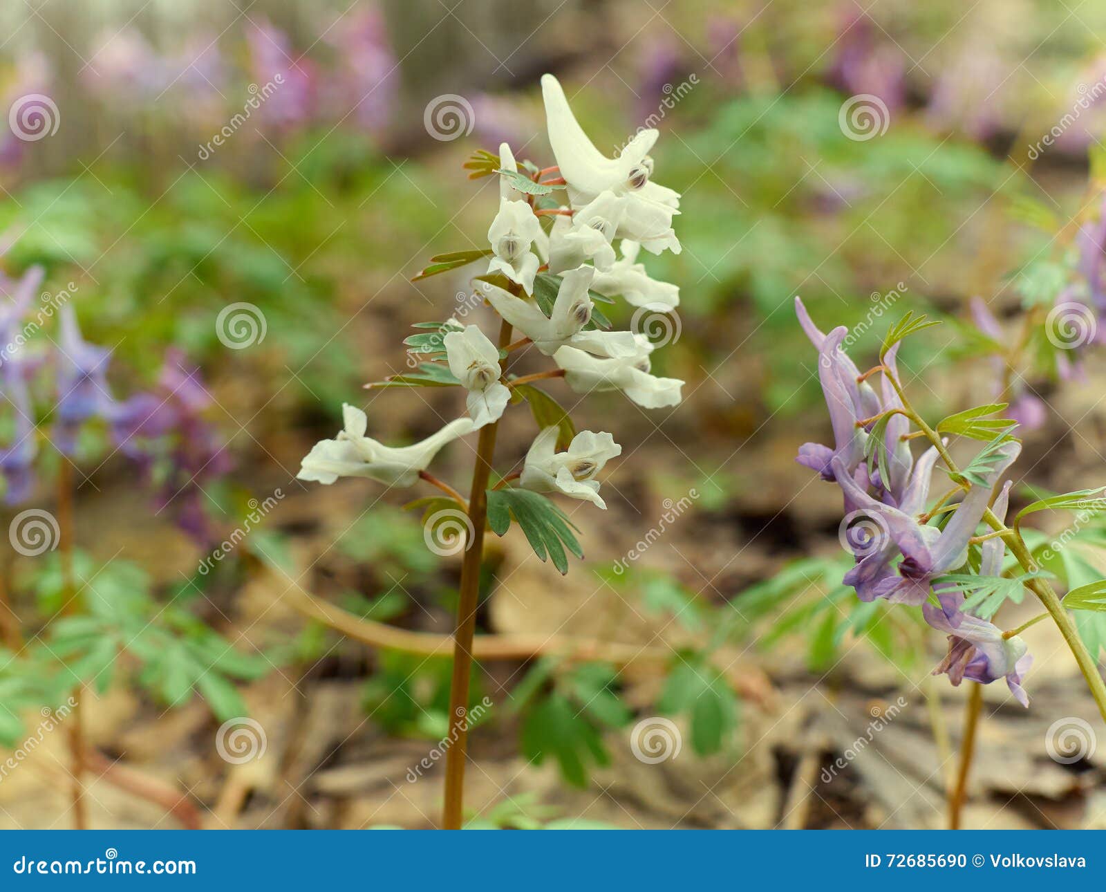 Corydalis, Flower White and Purples Stock Photo - Image of macro, green ...