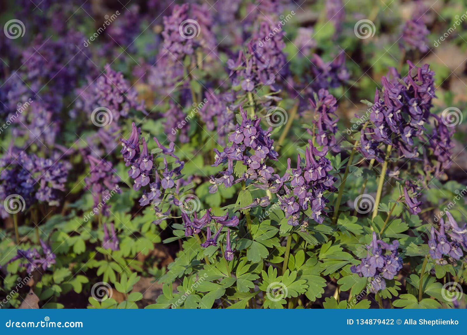 Corydalis Flowers, Perennial Herb Stock Photo - Image of flower ...