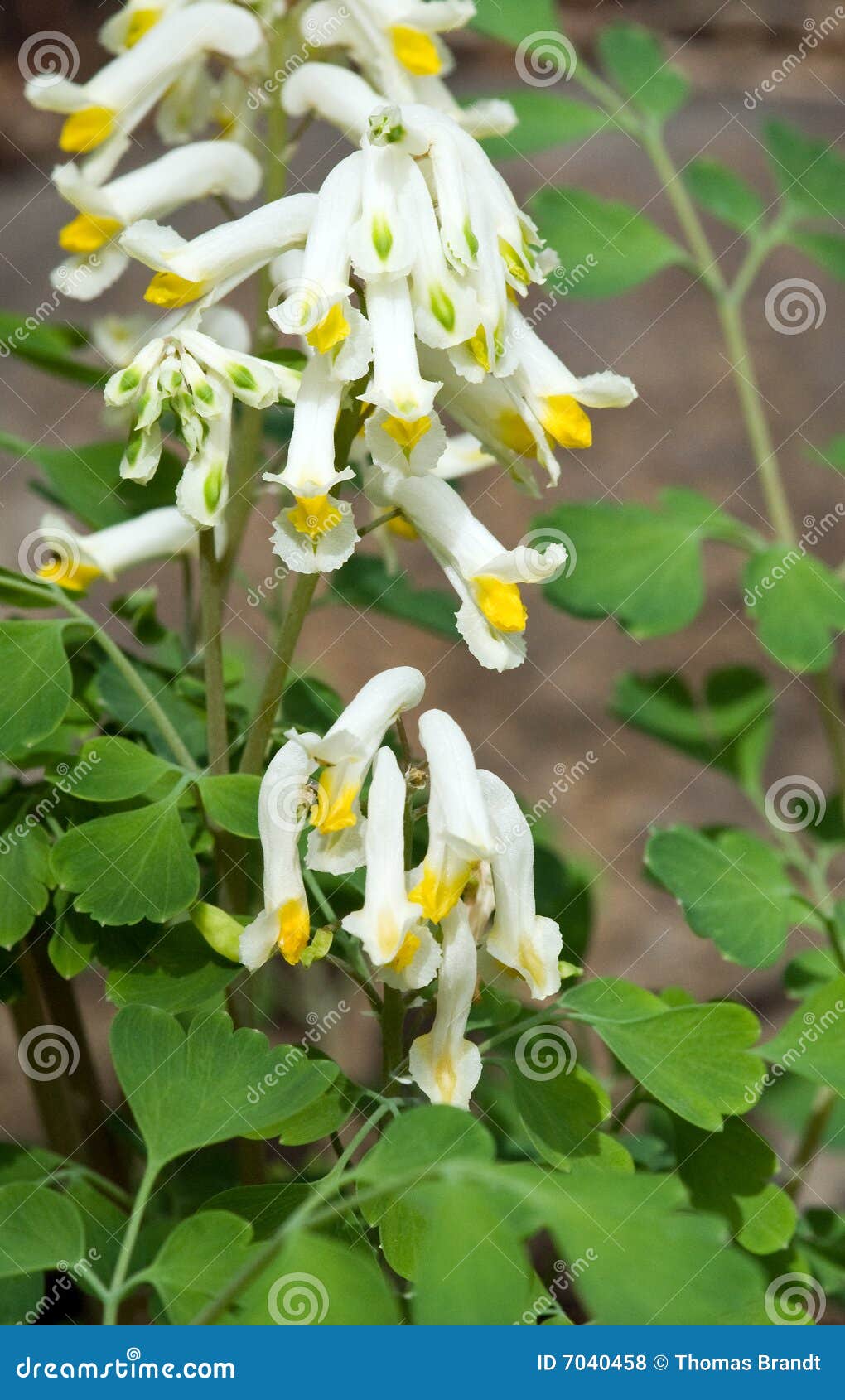 White Corydalis flower stock photo. Image of pseudofumaria - 7040458