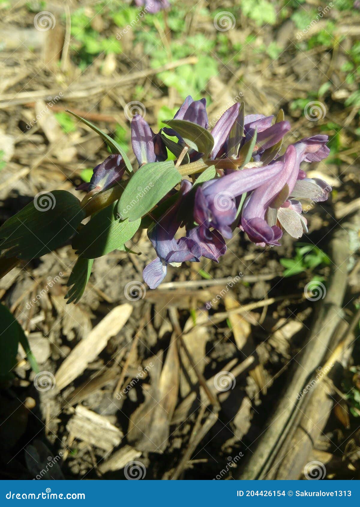 Corydalis Solida, Purple Flower of Hollowroot at Wild Stock Photo ...