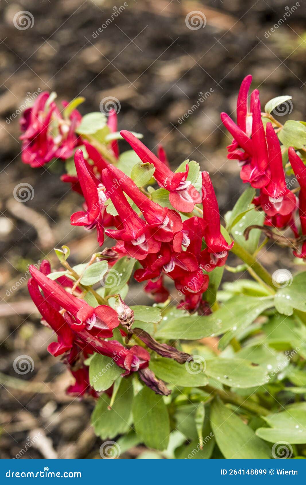 Red Flowers of Corydalis Solida Stock Image - Image of shadow ...