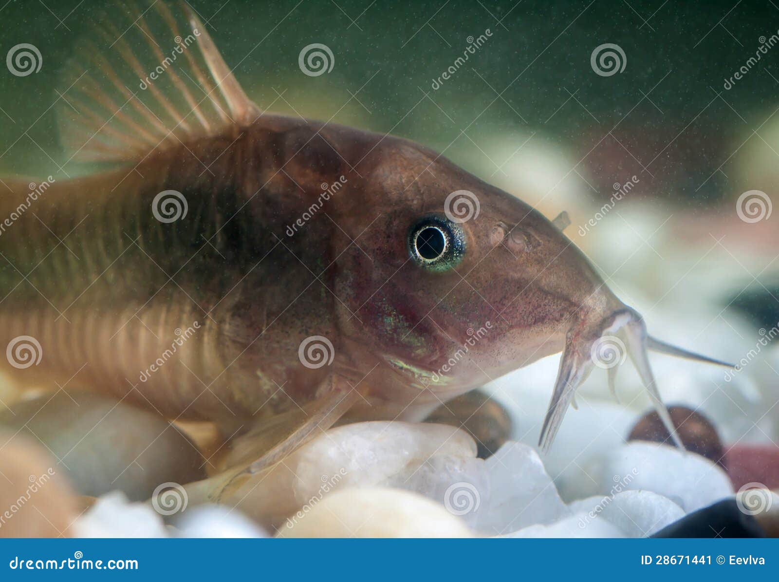 Corydoras catfish. stock image. Image of plants, green - 28671441