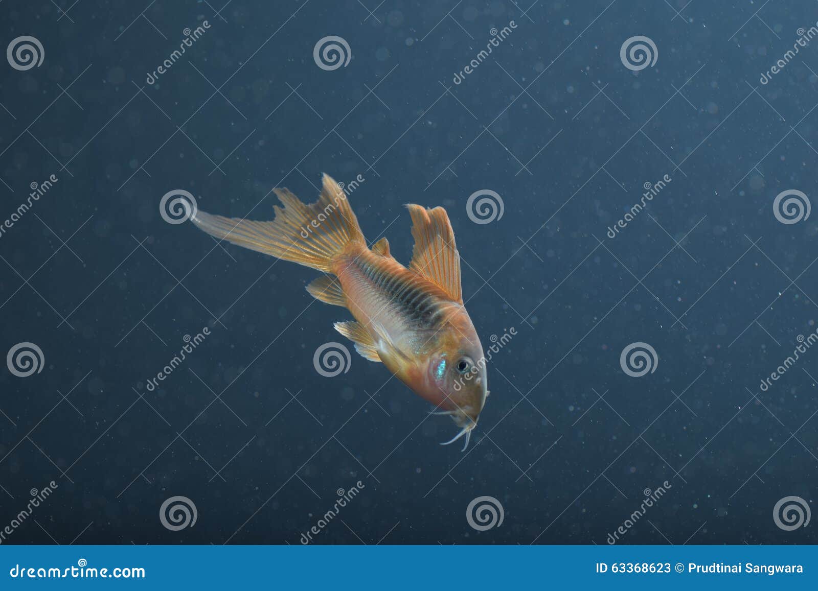 Corydoras Catfish stock image. Image of close, tank, aquatic - 63368623