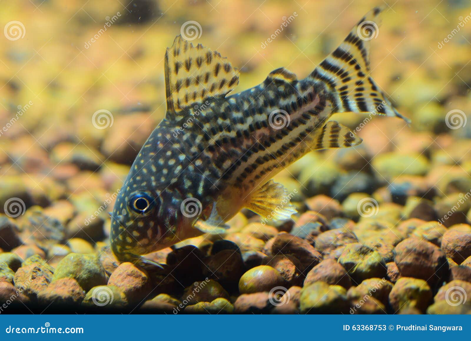 Corydoras Catfish stock image. Image of water, corydoras - 63368753