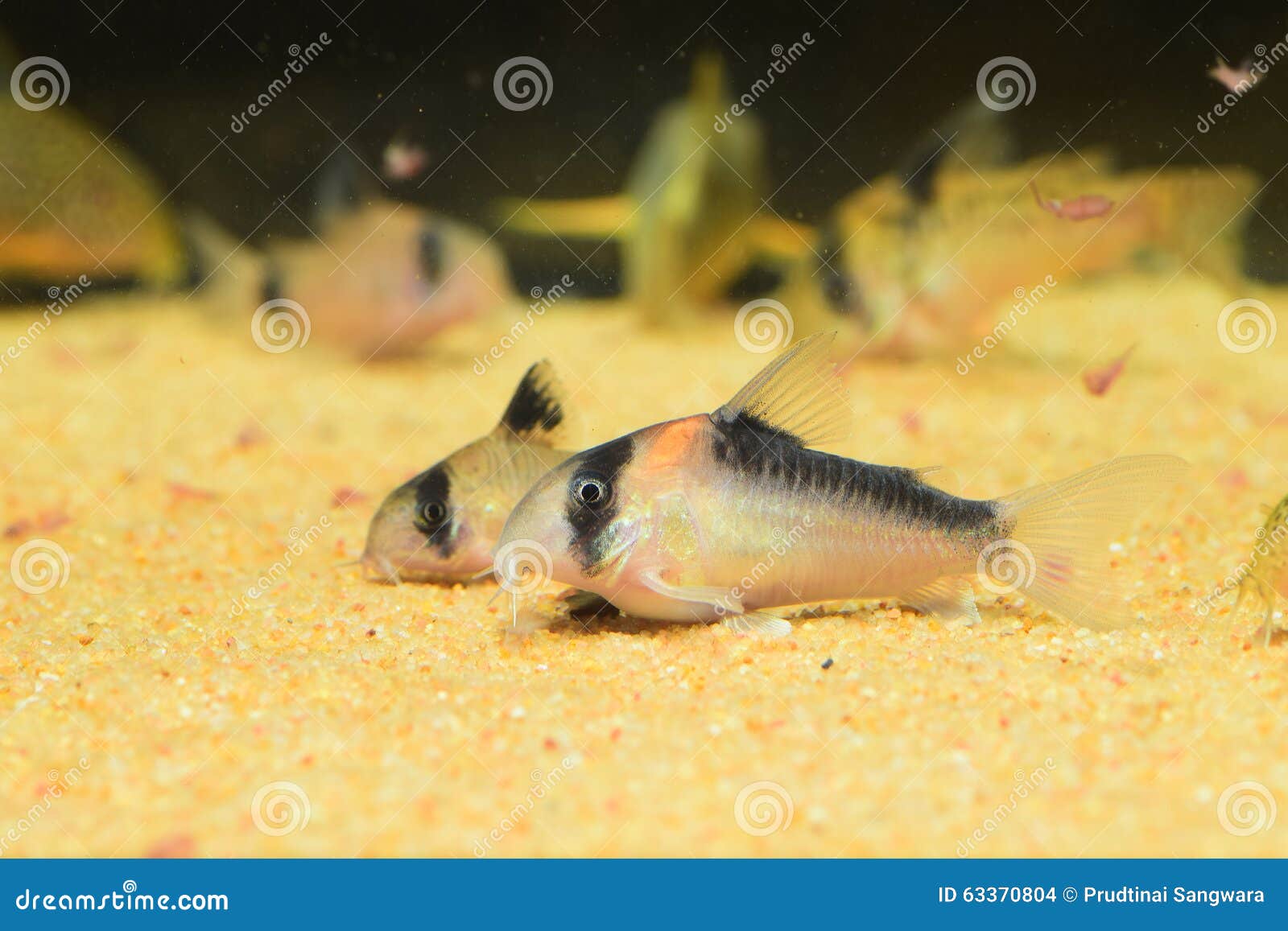 Corydoras Catfish stock photo. Image of catfish, reflection - 63370804