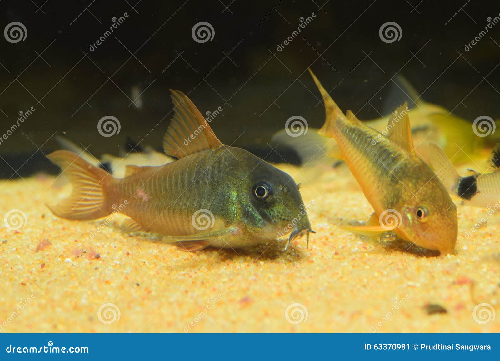 Corydoras Catfish stock image. Image of freshwater, golden - 63370981