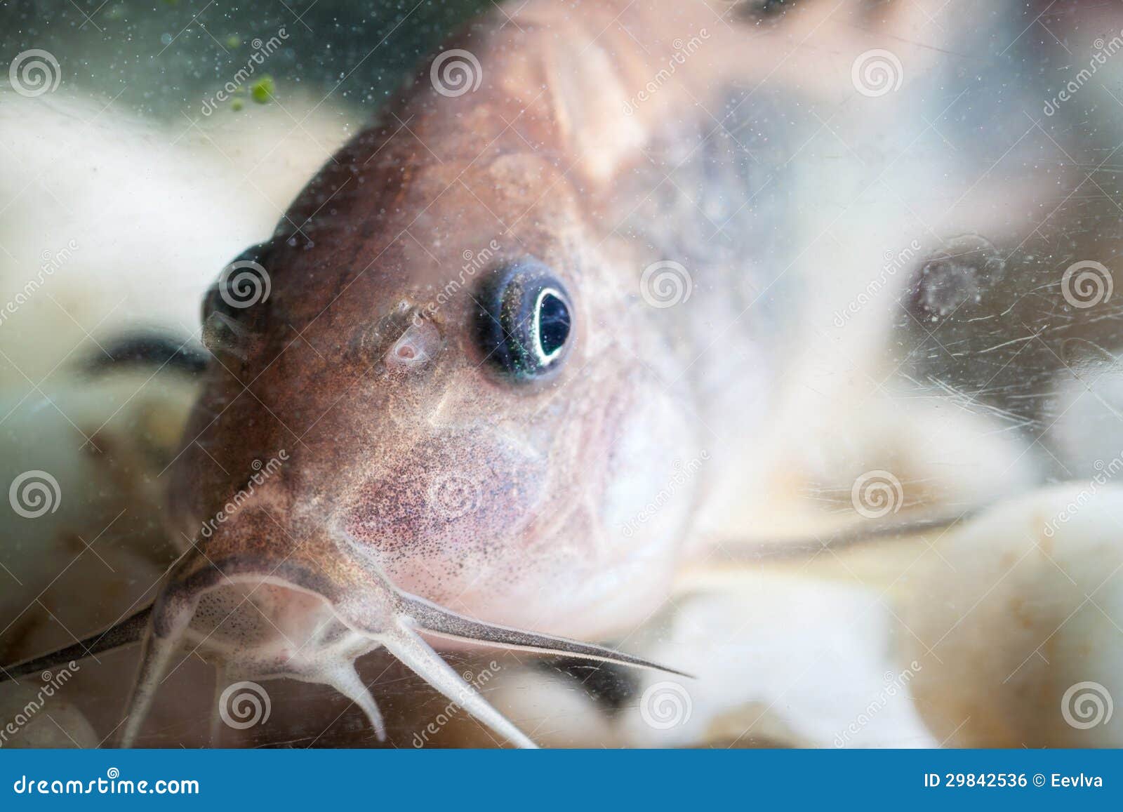 Corydoras catfish. stock photo. Image of aquatic, catfish - 29842536