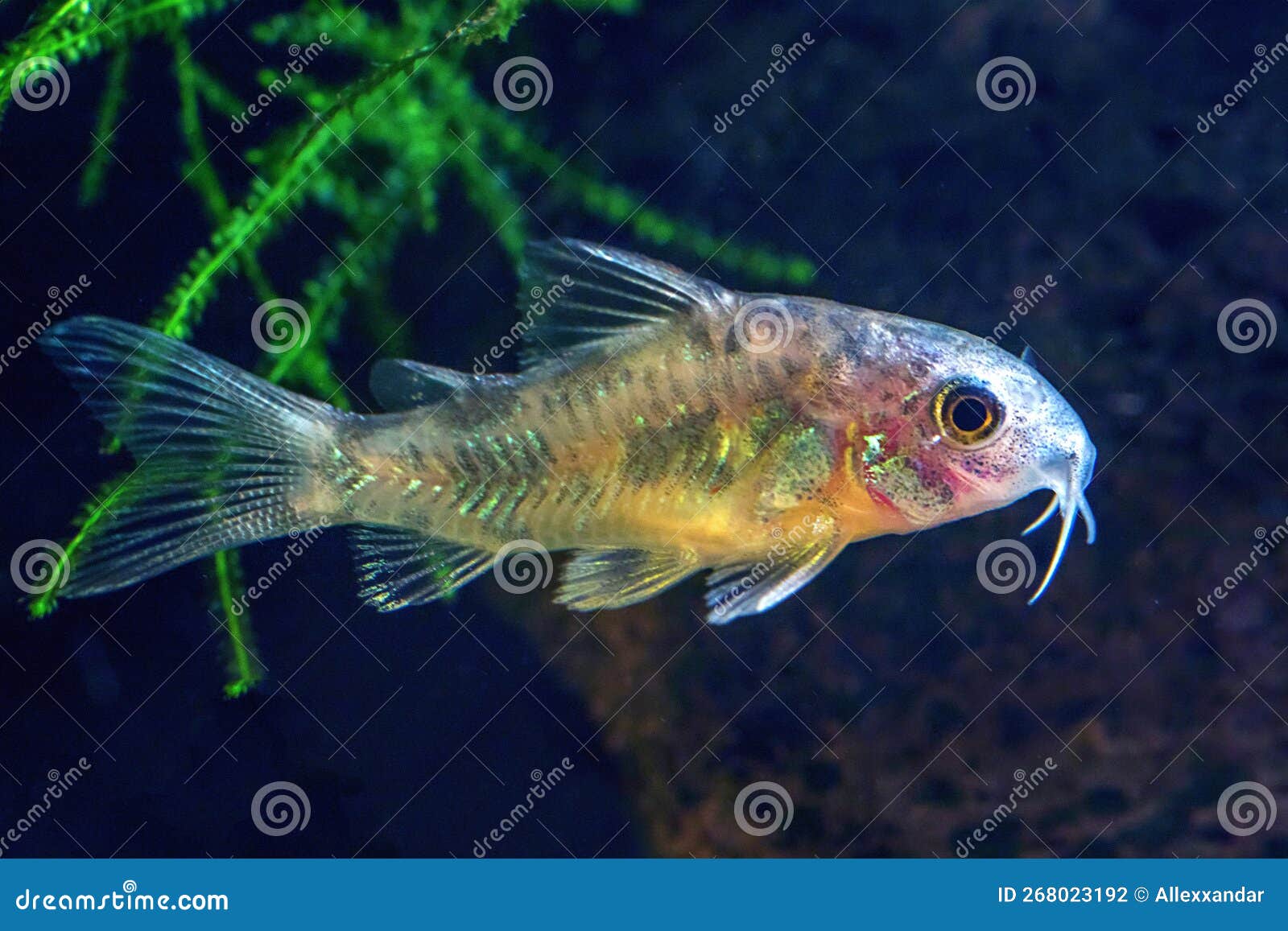 Corydoras Cleaner Fish, Cory Catfish Stock Photo - Image of natural ...