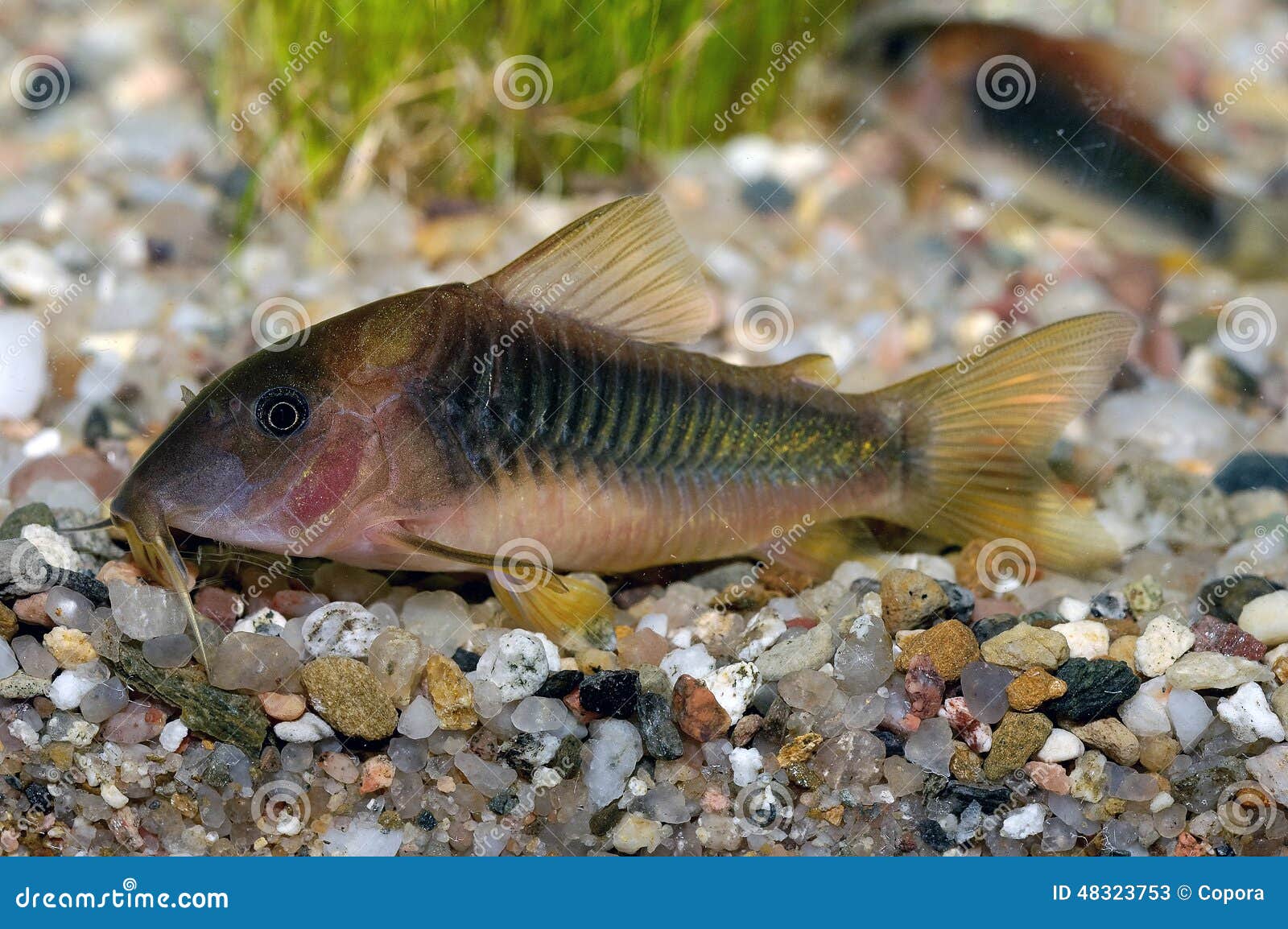 Corydoras fish stock image. Image of decorative, fish - 48323753