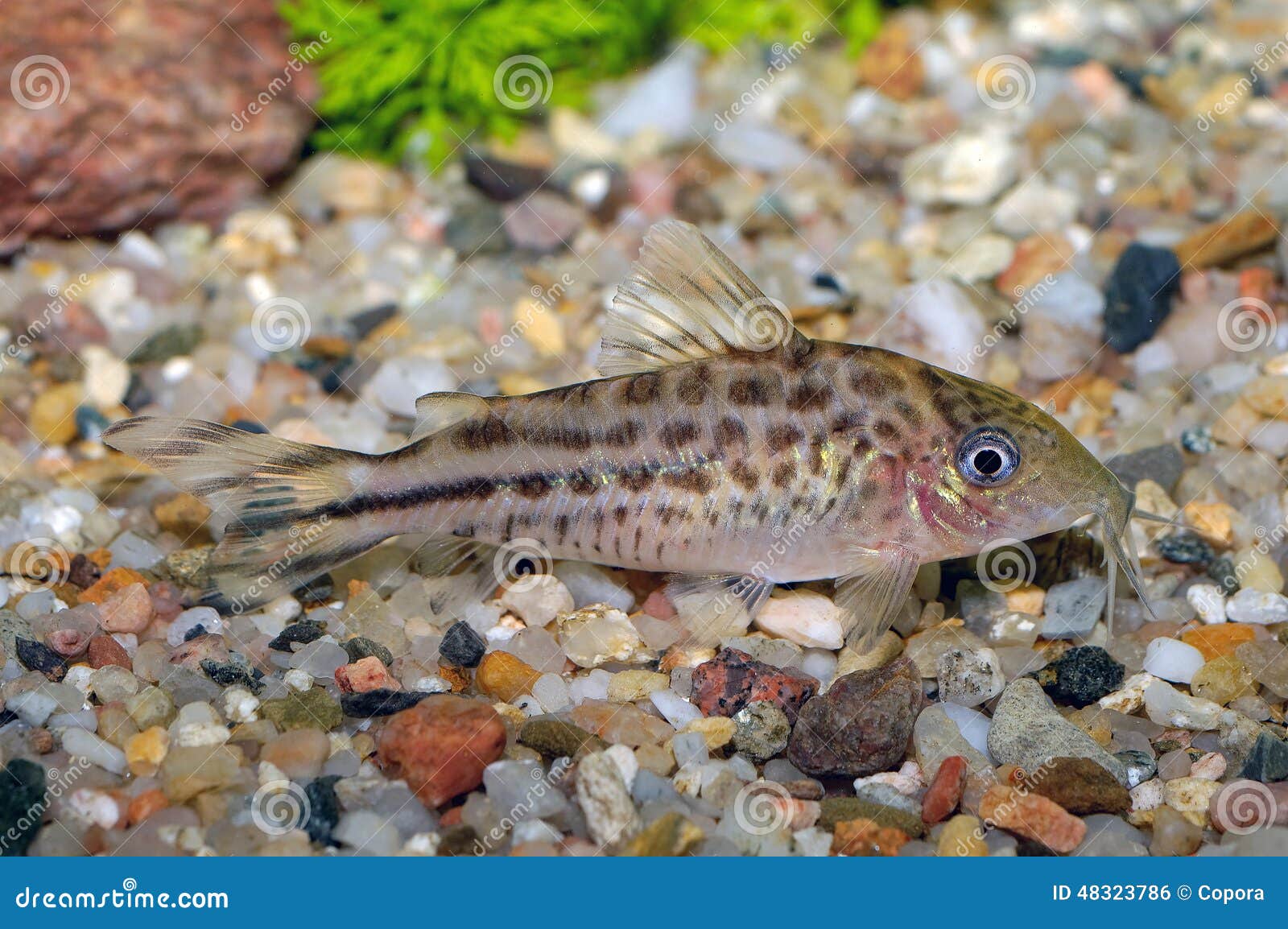 Corydoras fish stock photo. Image of green, beautiful - 48323786