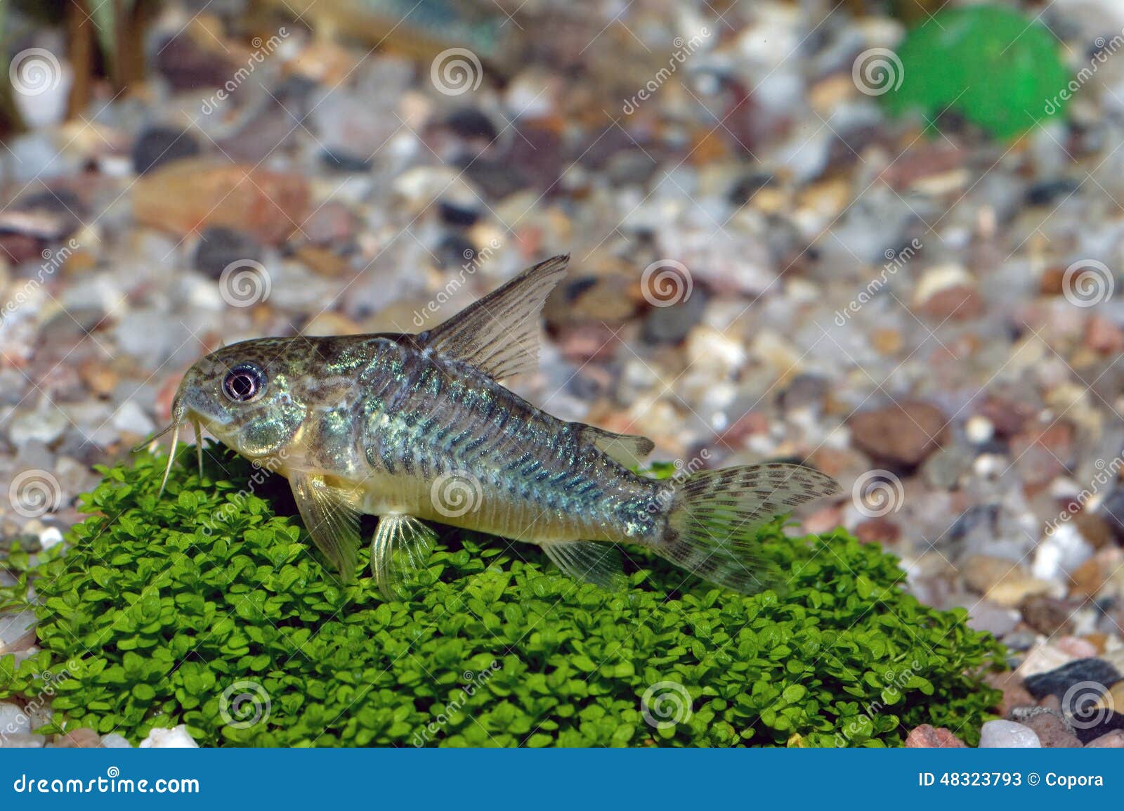 Corydoras fish stock image. Image of fish, tank, water - 48323793